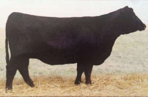 Brood Cows | Top Gun Cattle
